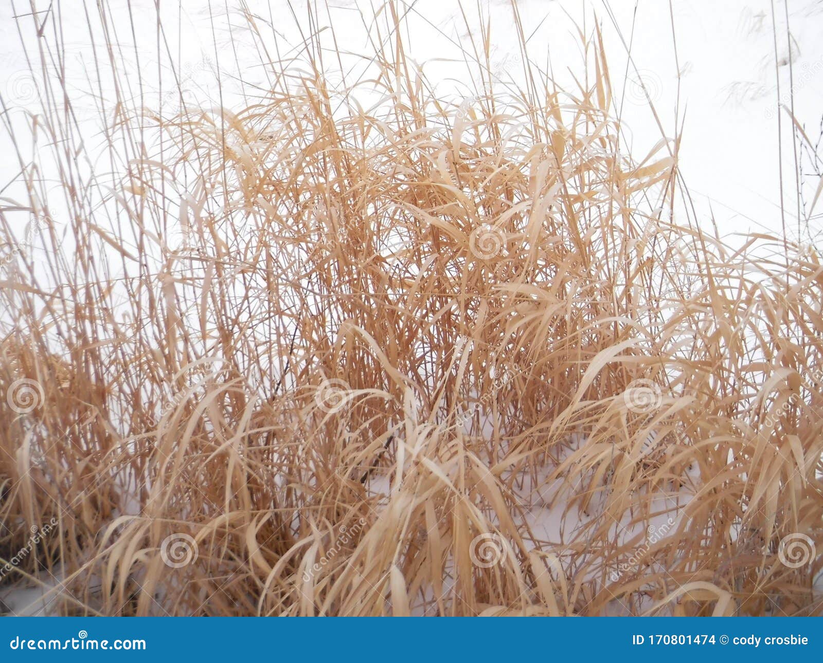Cold dead scraggly bush stock photo. Image of dead, cold - 170801474