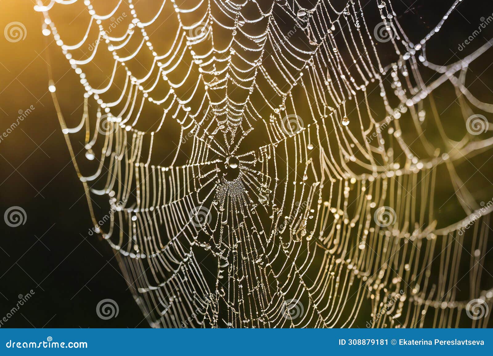 Cold Dew Condensing on a Spider Web with Morning Light Rays in the ...