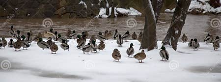 Cold Duck stock image. Image of mallards, resting, cold - 56903