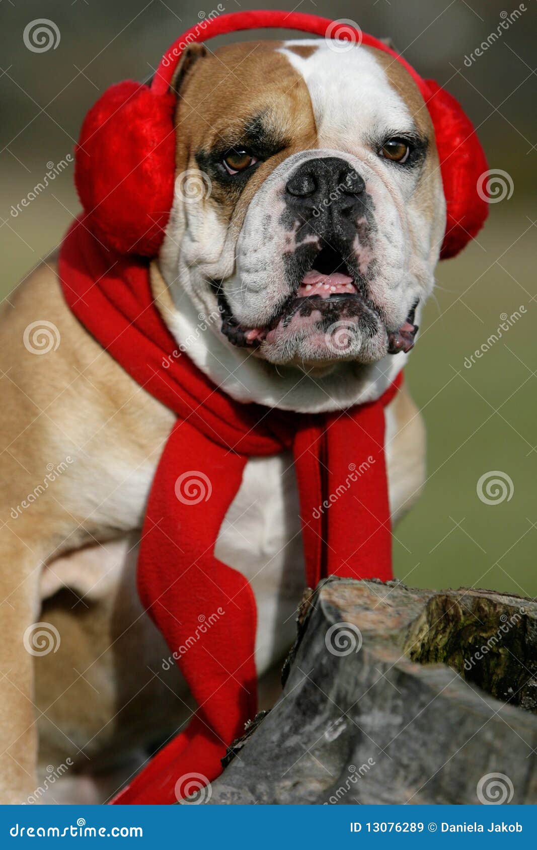 Cold ears stock image. Image of bulldog, fauna, look - 13076289