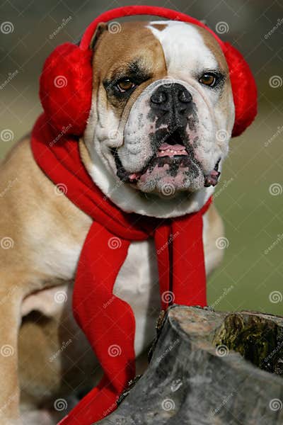 Cold ears stock image. Image of bulldog, fauna, look - 13076289