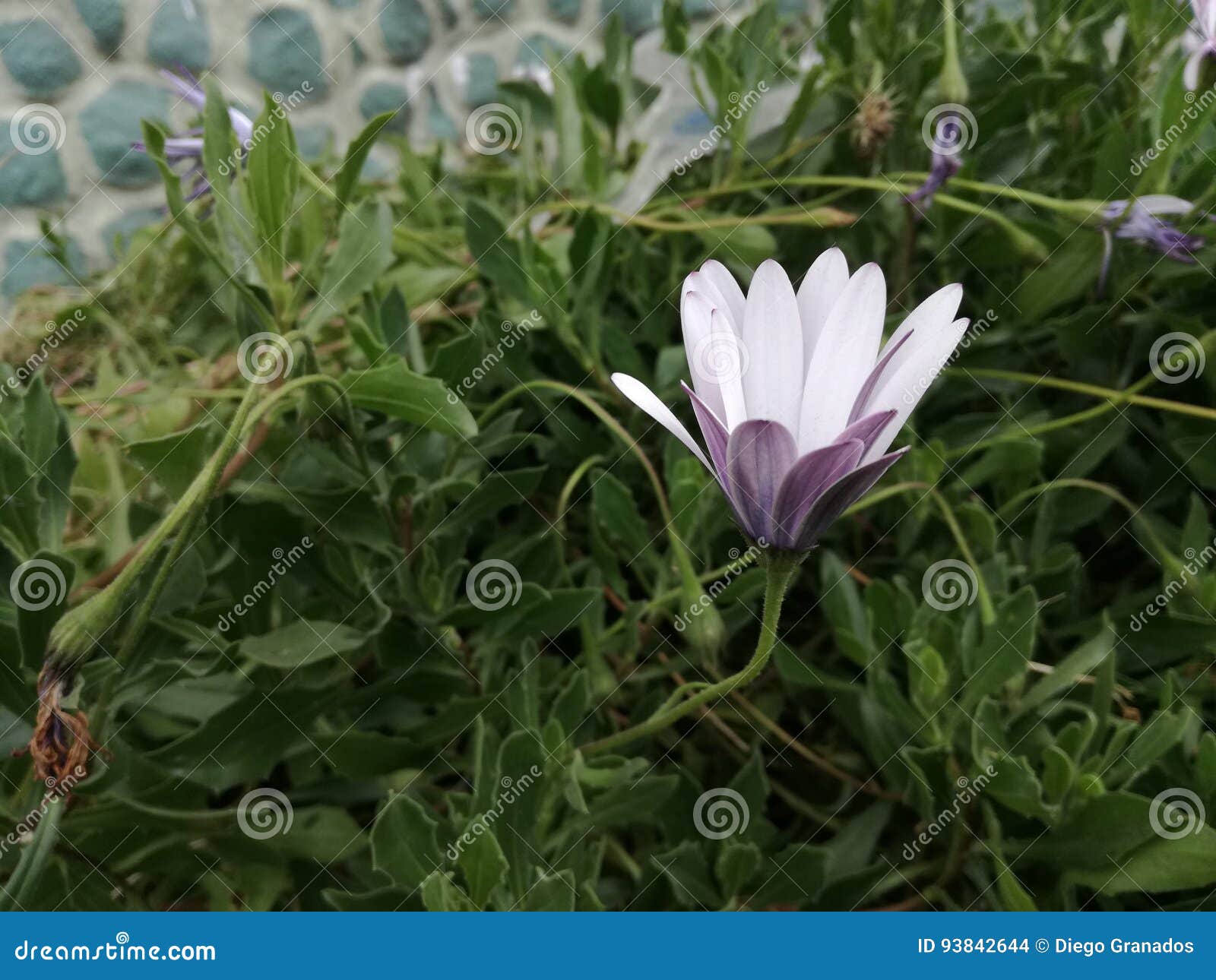 Cold Flower stock photo. Image of purple, flor, jardin - 93842644