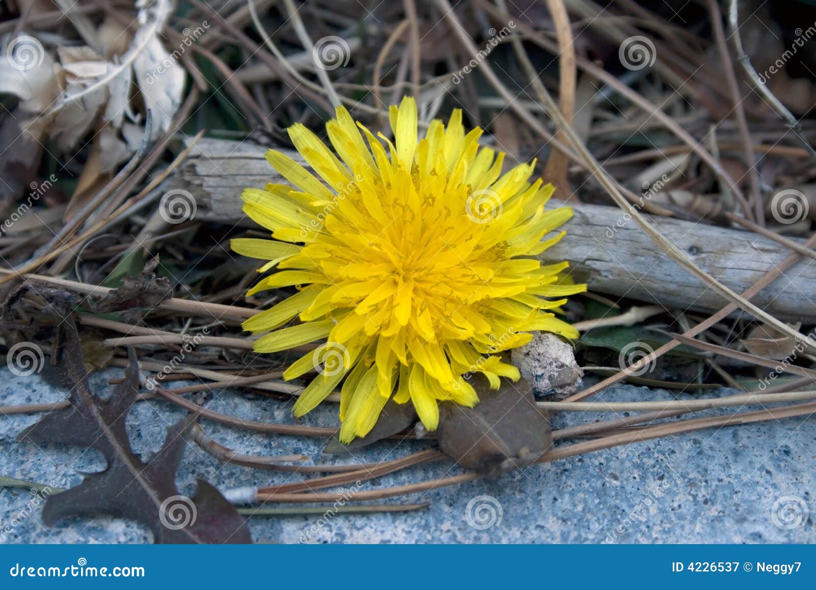 Cold Flower Standing Strong Stock Image - Image of sunny, hope: 4226537