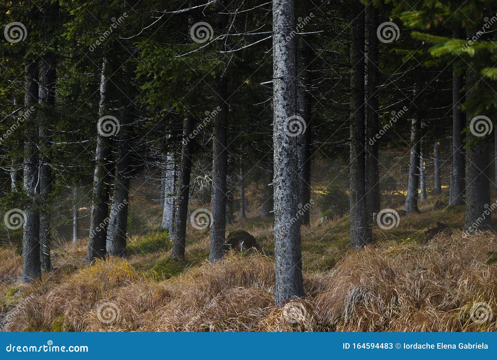 Cold fogg in the forest stock image. Image of mysterious - 164594483