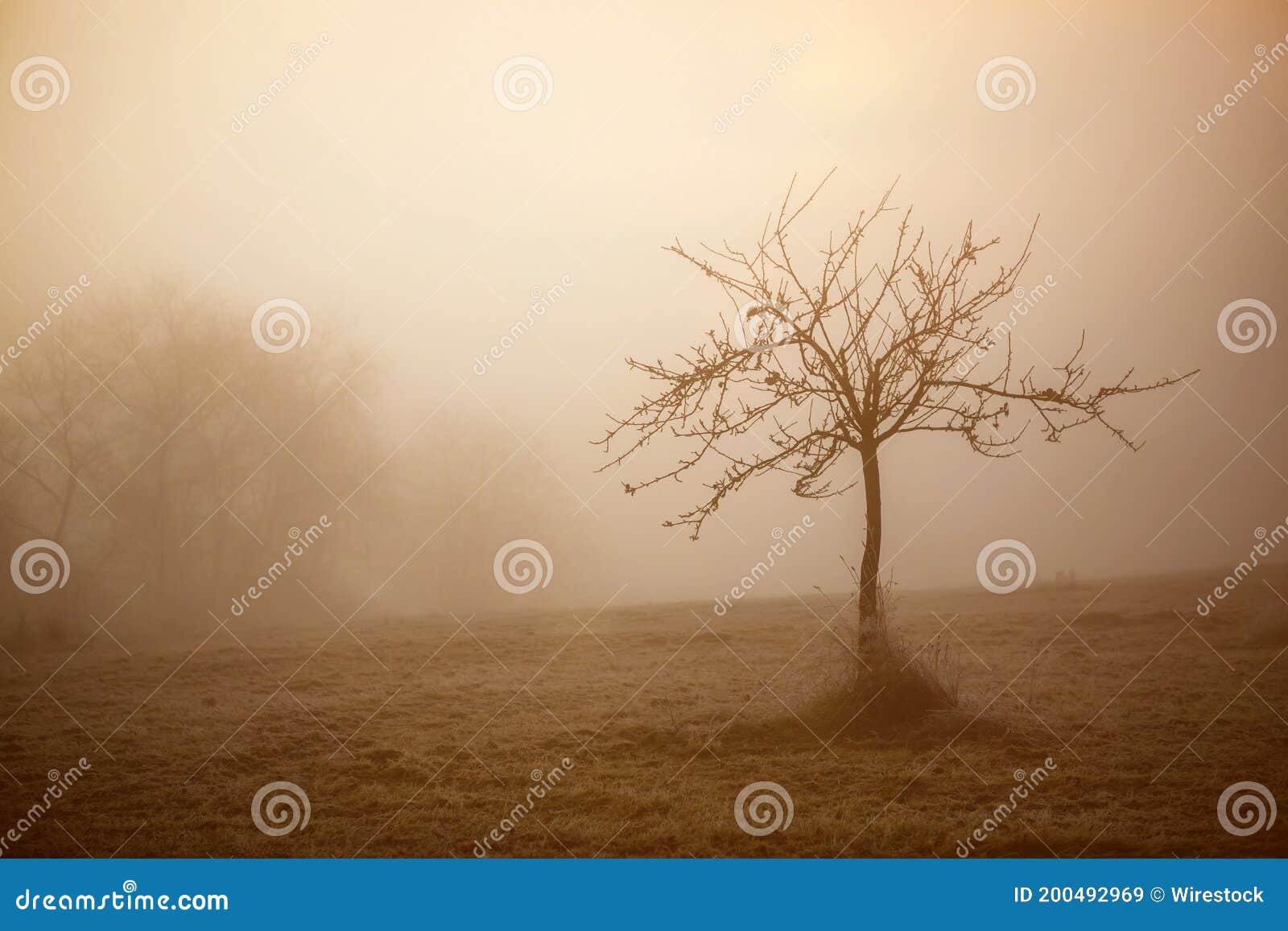 Cold foggy winter morning stock image. Image of forest - 200492969