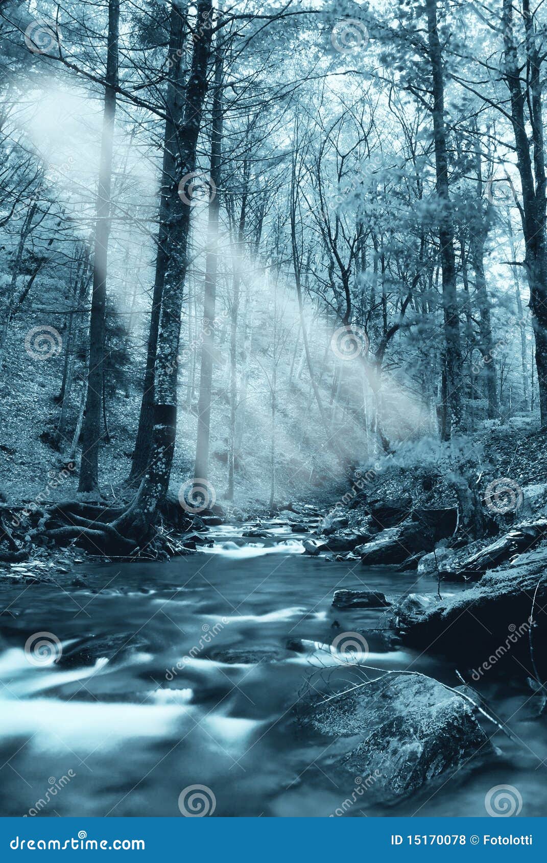 Cold forest stock photo. Image of autumn, cold, wild - 15170078