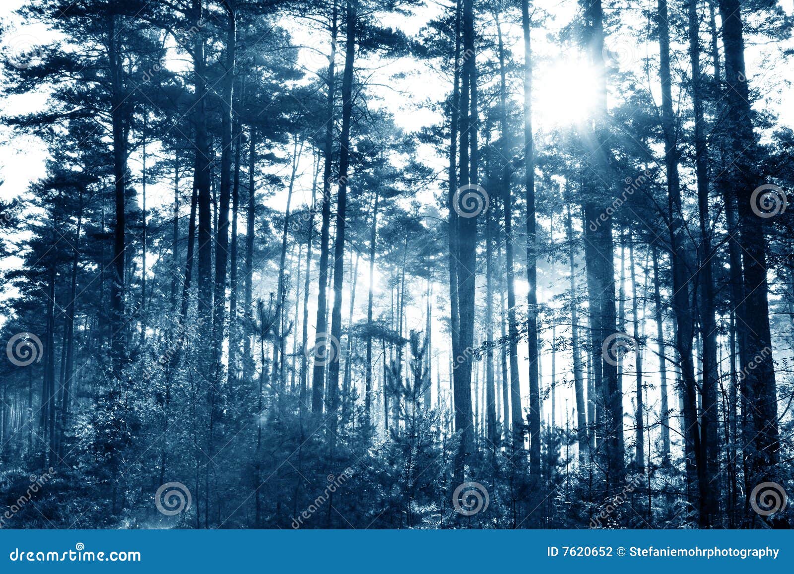 Cold Forest stock photo. Image of vista, blue, fresh, touristic - 7620652