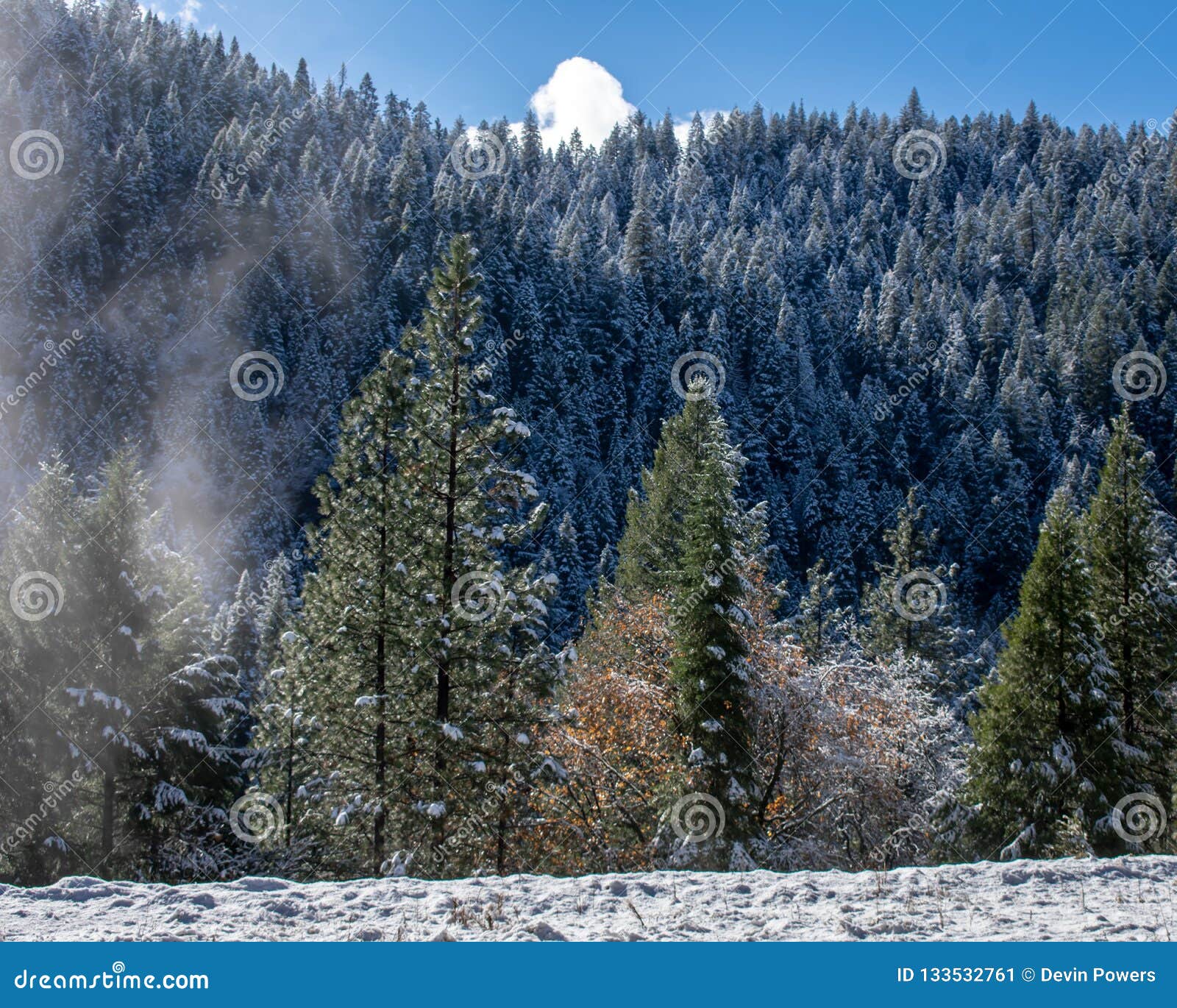 Cold forest stock image. Image of winter, shadow, green - 133532761