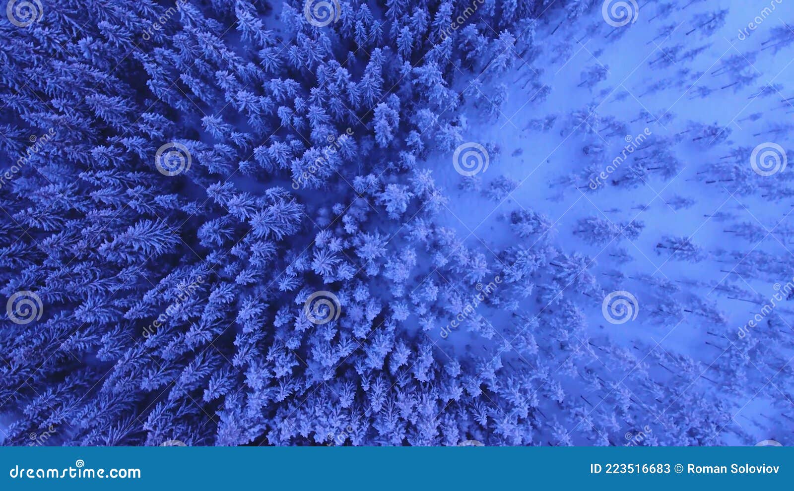Winter Forrest in Snow - Top View Stock Image - Image of plant, frost ...