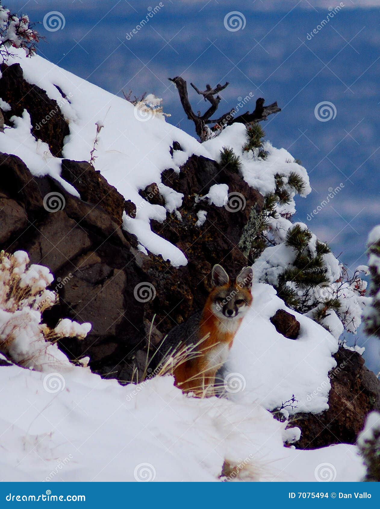Cold Fox stock photo. Image of snow, awesome, snowy, mammals - 7075494