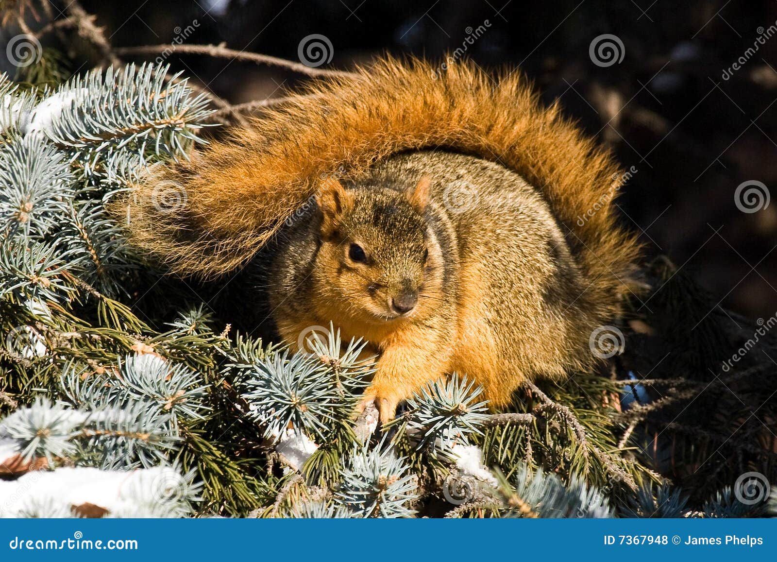 Cold Fox Squirrel stock photo. Image of rodent, cute, backyard - 7367948