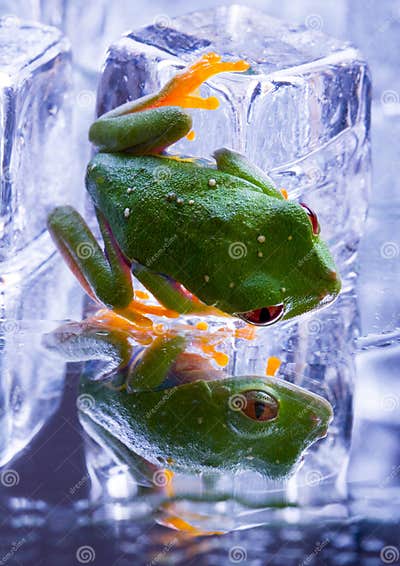 Cold frog stock photo. Image of bulging, amphibia, crazy - 1890298