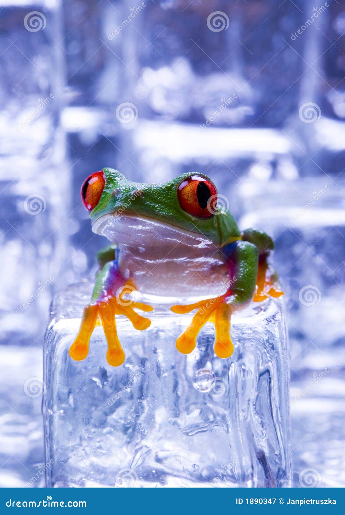 Cold frog stock image. Image of cubic, blue, frogs, cubes - 1890347