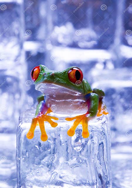 Cold frog stock image. Image of cubic, blue, frogs, cubes - 1890347