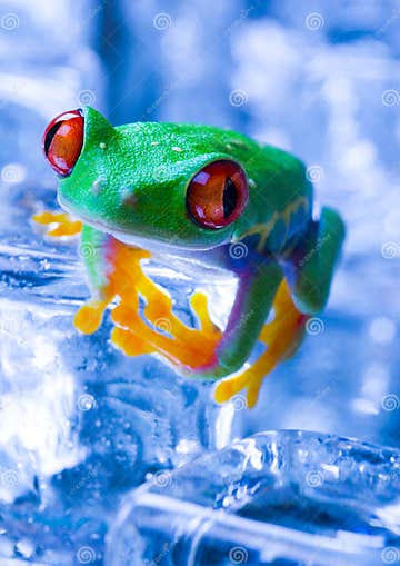 Cold frog stock photo. Image of hyla, eyes, cold, cubic - 1890360