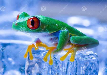 Cold frog stock image. Image of cold, amphibians, damp - 1890391