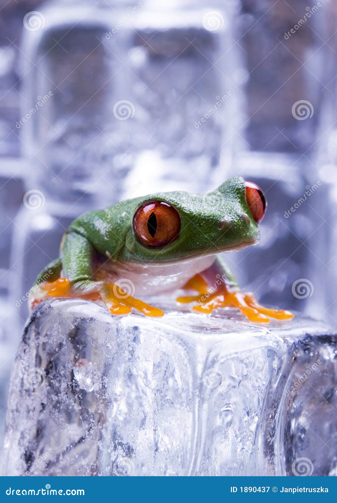 Cold Frog Picture. Image: 1890437