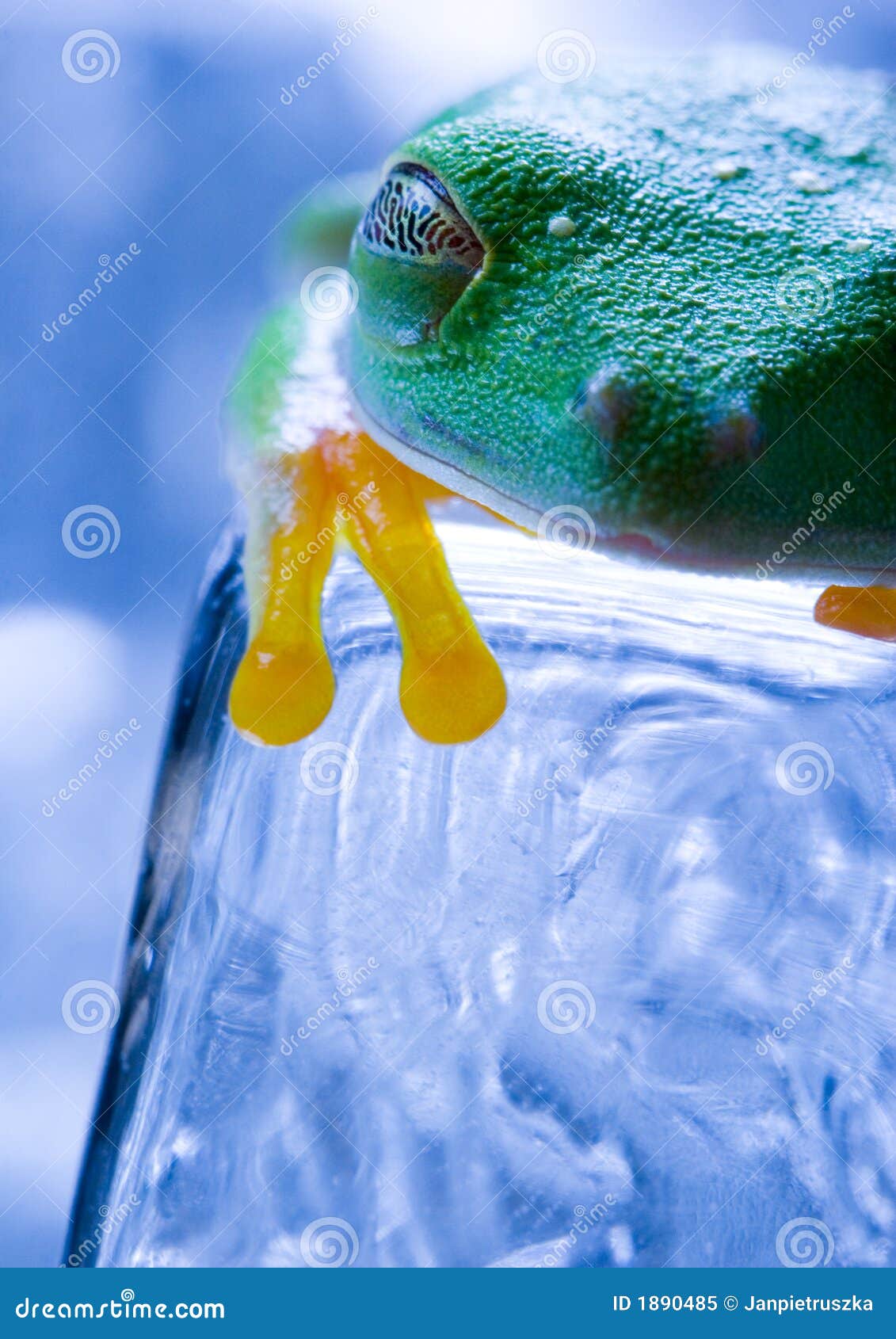 Cold Frog Picture. Image: 1890485