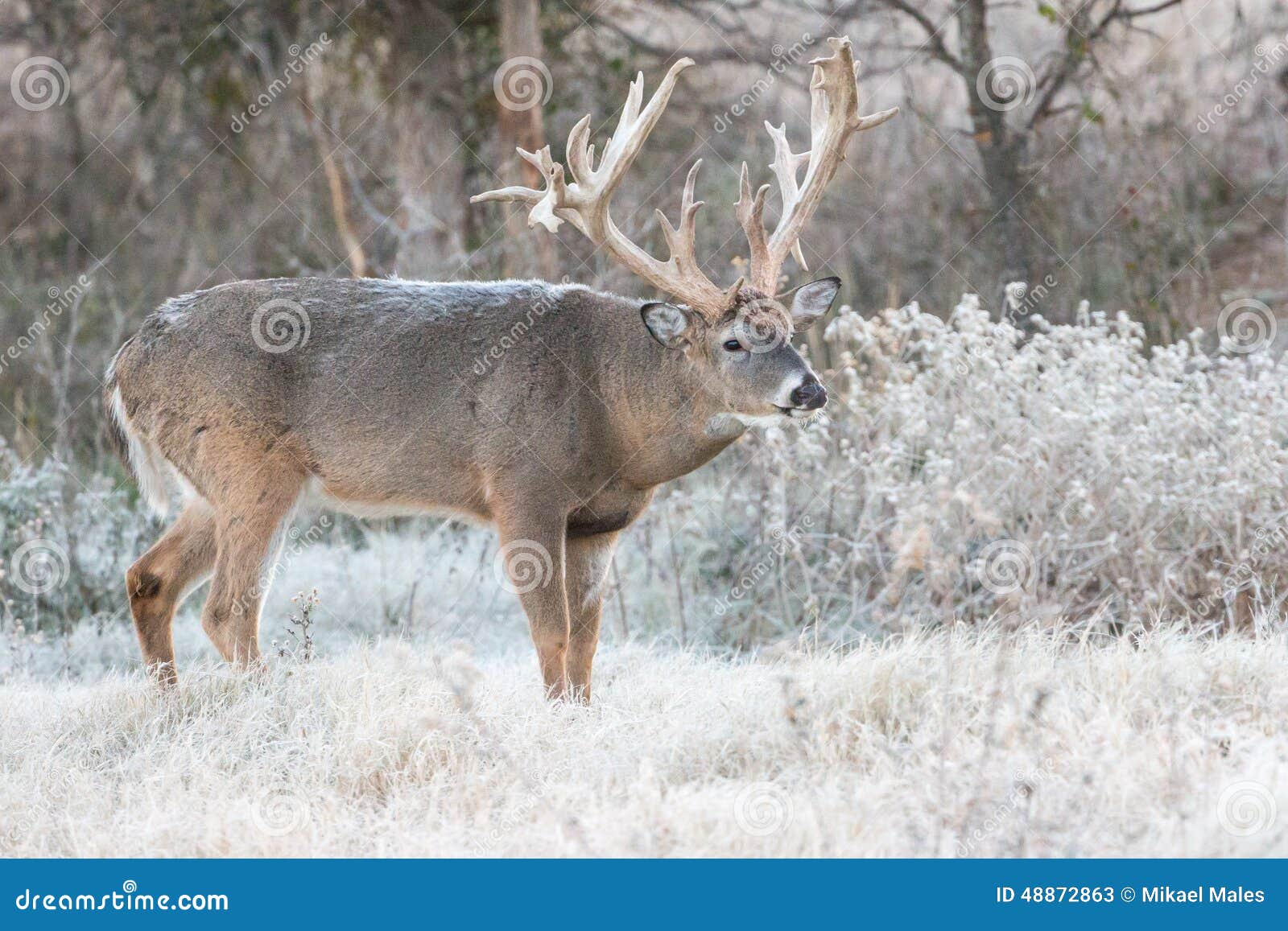 Monster Whitetail Bucks In Snow