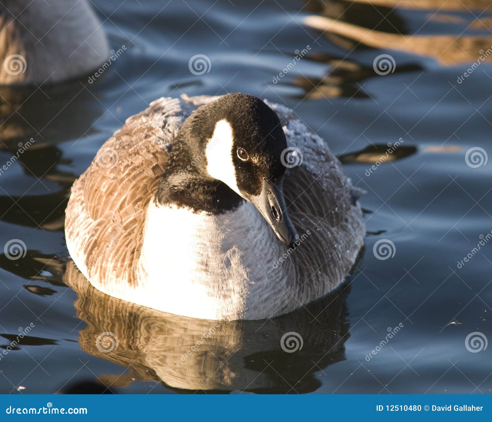 Cold Goose stock photo. Image of frost, geese, bird, lake - 12510480