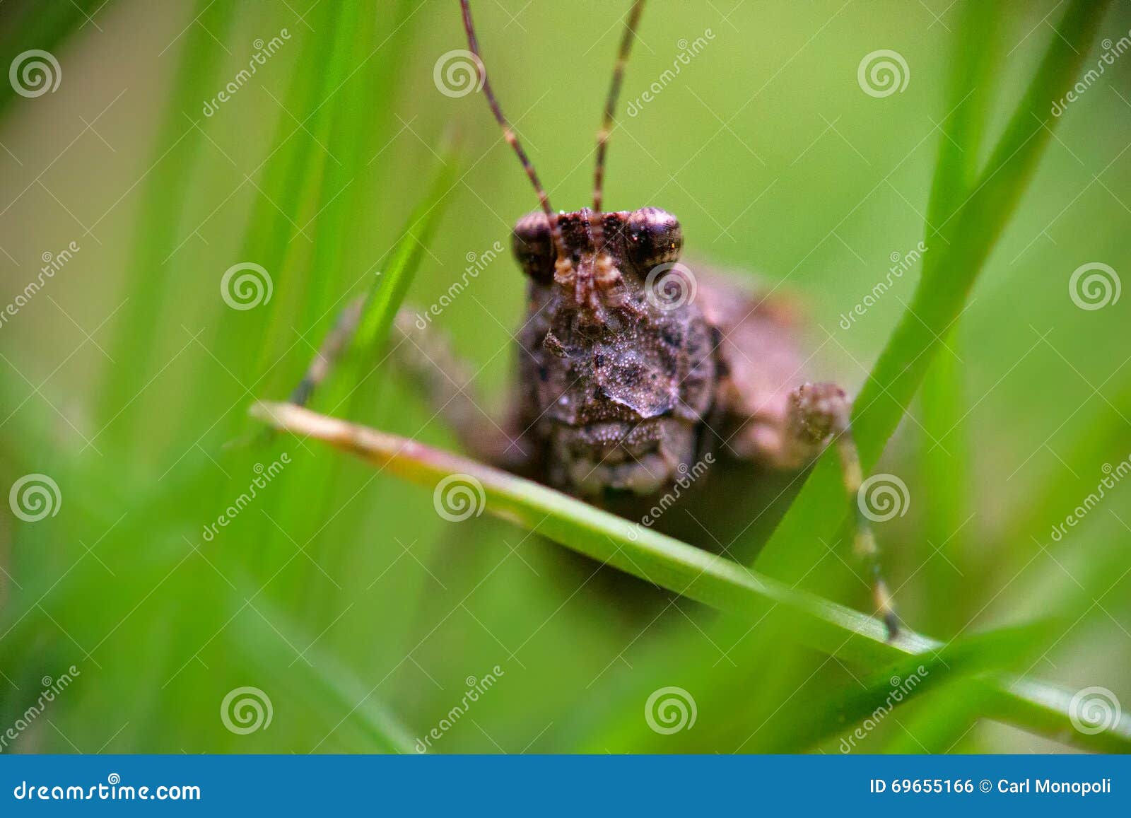 Cold Grasshopper stock photo. Image of grasshopper, macro - 69655166