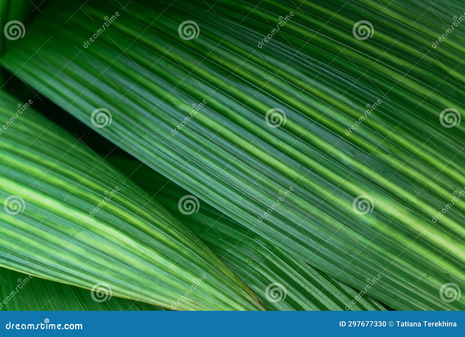 Cold Green Color of Palm Leaf for Background Stock Photo - Image of ...