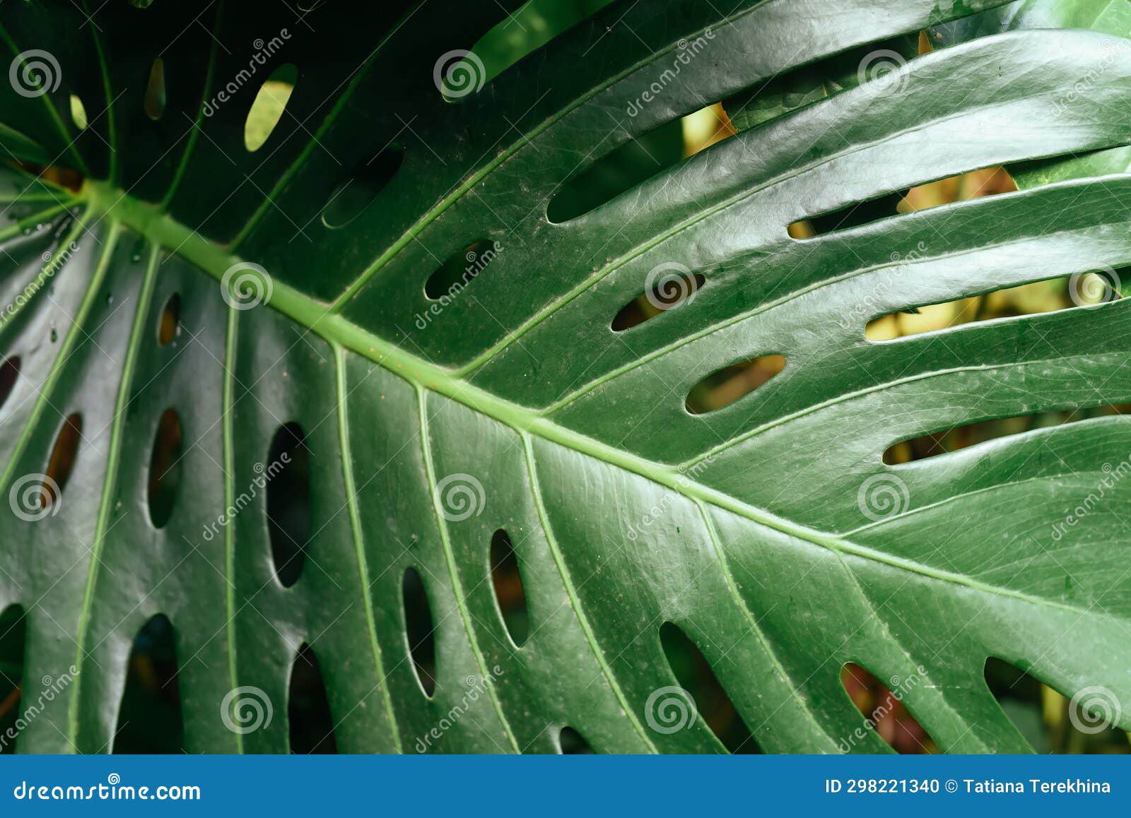 Cold Green Color of Palm Leaf for Background Stock Photo - Image of ...