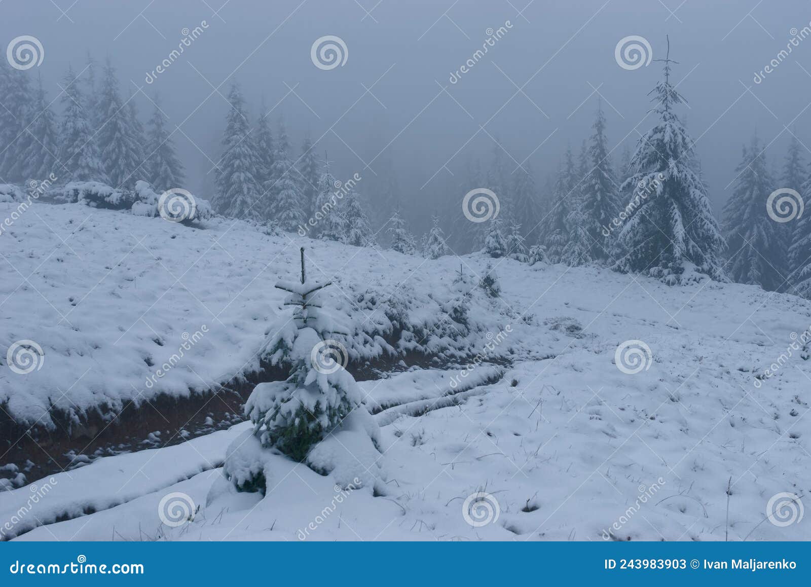 In the cold haze .. stock image. Image of ukraine, forest - 243983903
