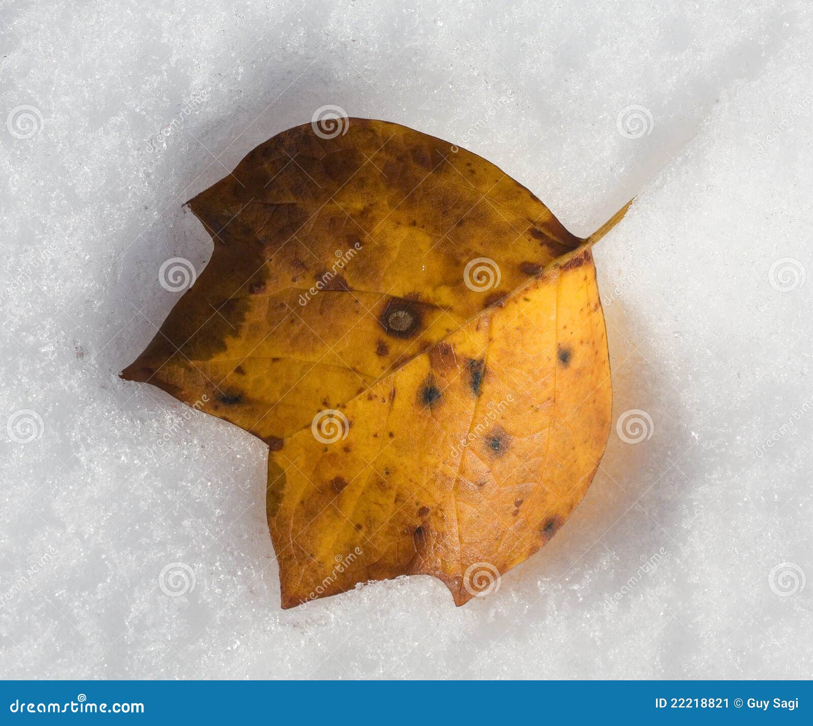 Cold leaf stock image. Image of vein, snow, foliage, autumn - 22218821