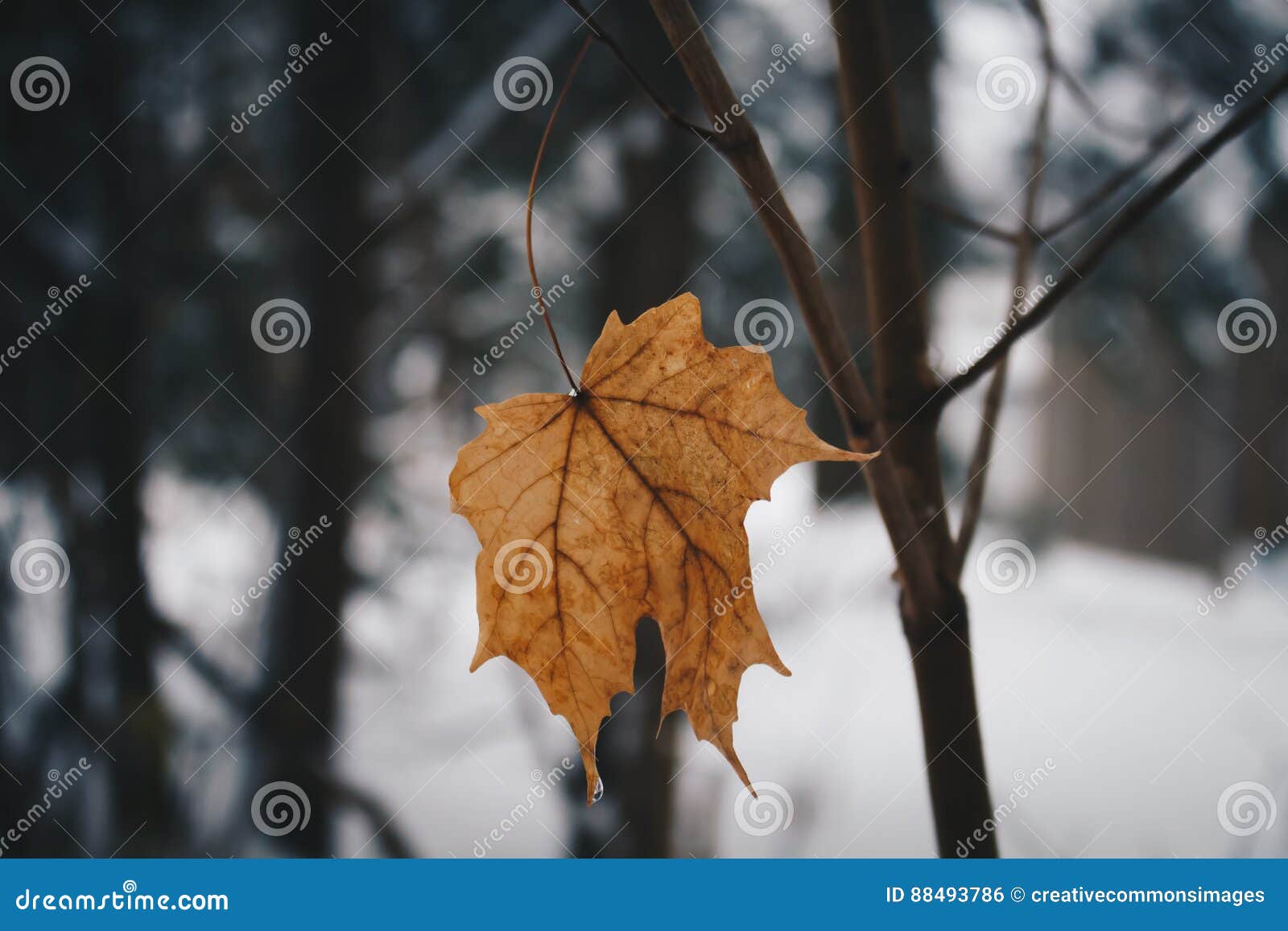 Cold Leaf Picture. Image: 88493786