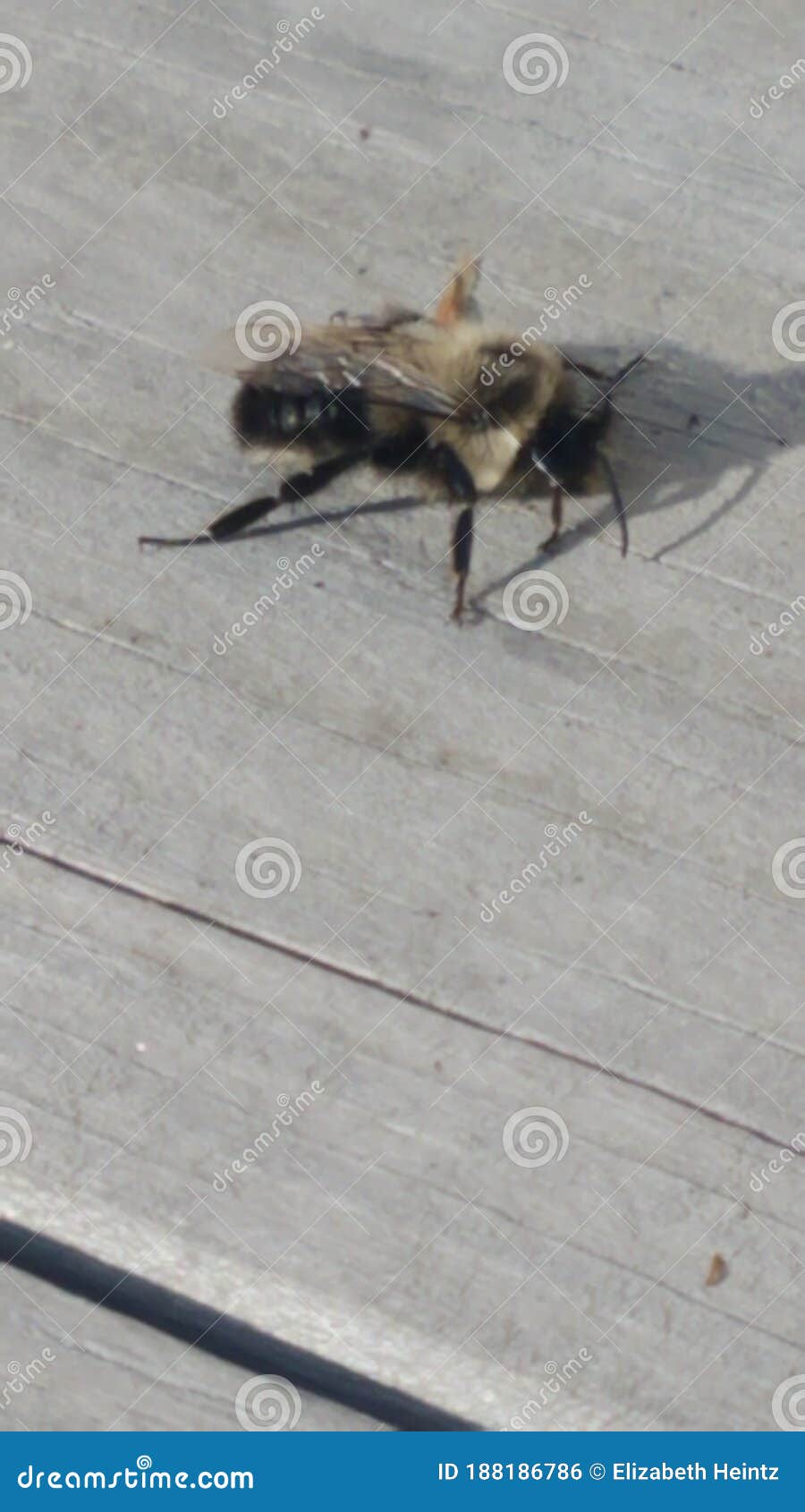 Cold little bumblebee stock photo. Image of bumblebee - 188186786