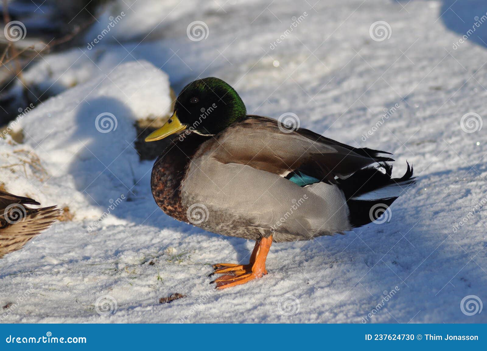 Cold Mallard Standing on Snow Stock Photo - Image of goose, wildlife ...