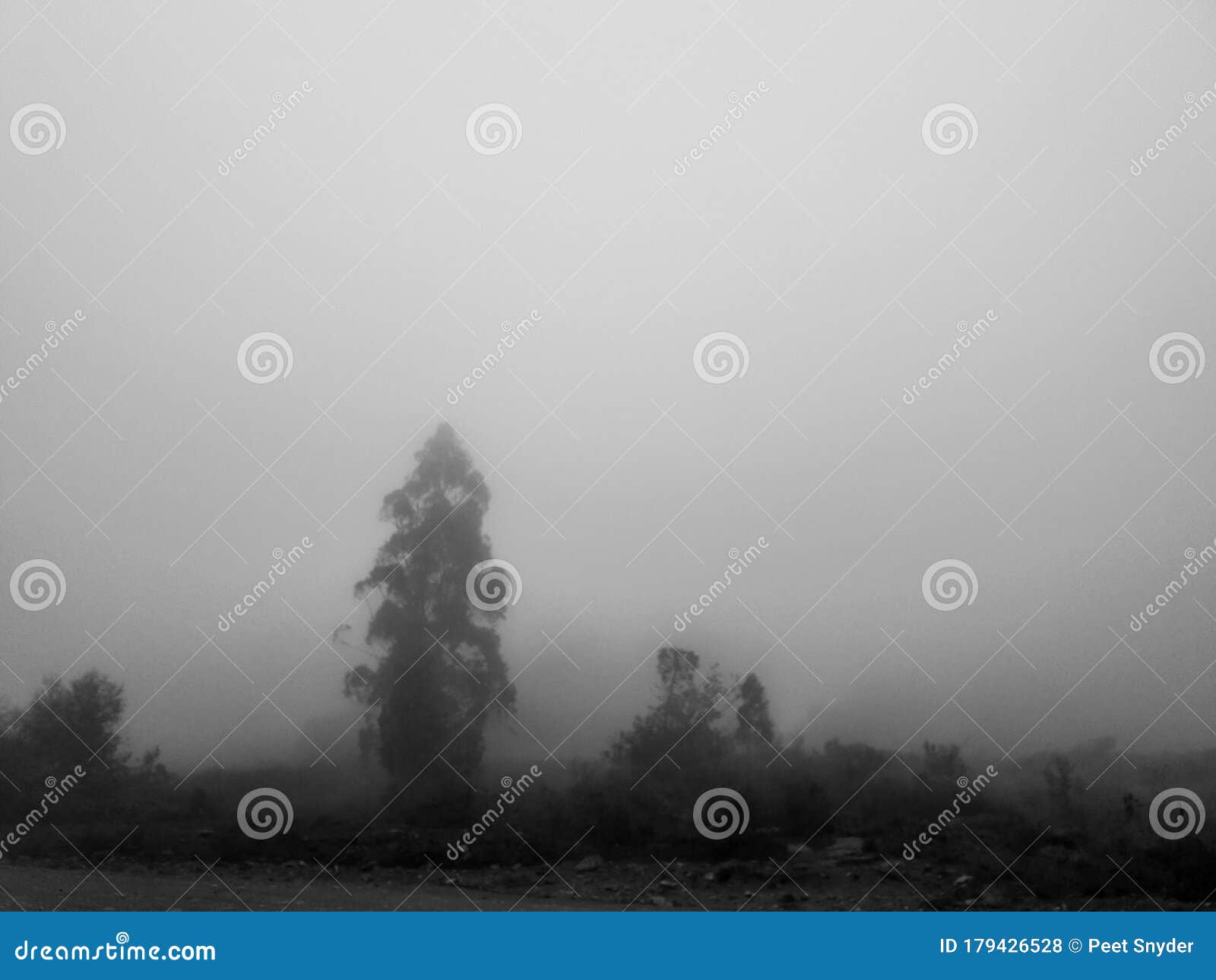 Cold and Misty Morning with Tree in Background Stock Photo - Image of ...