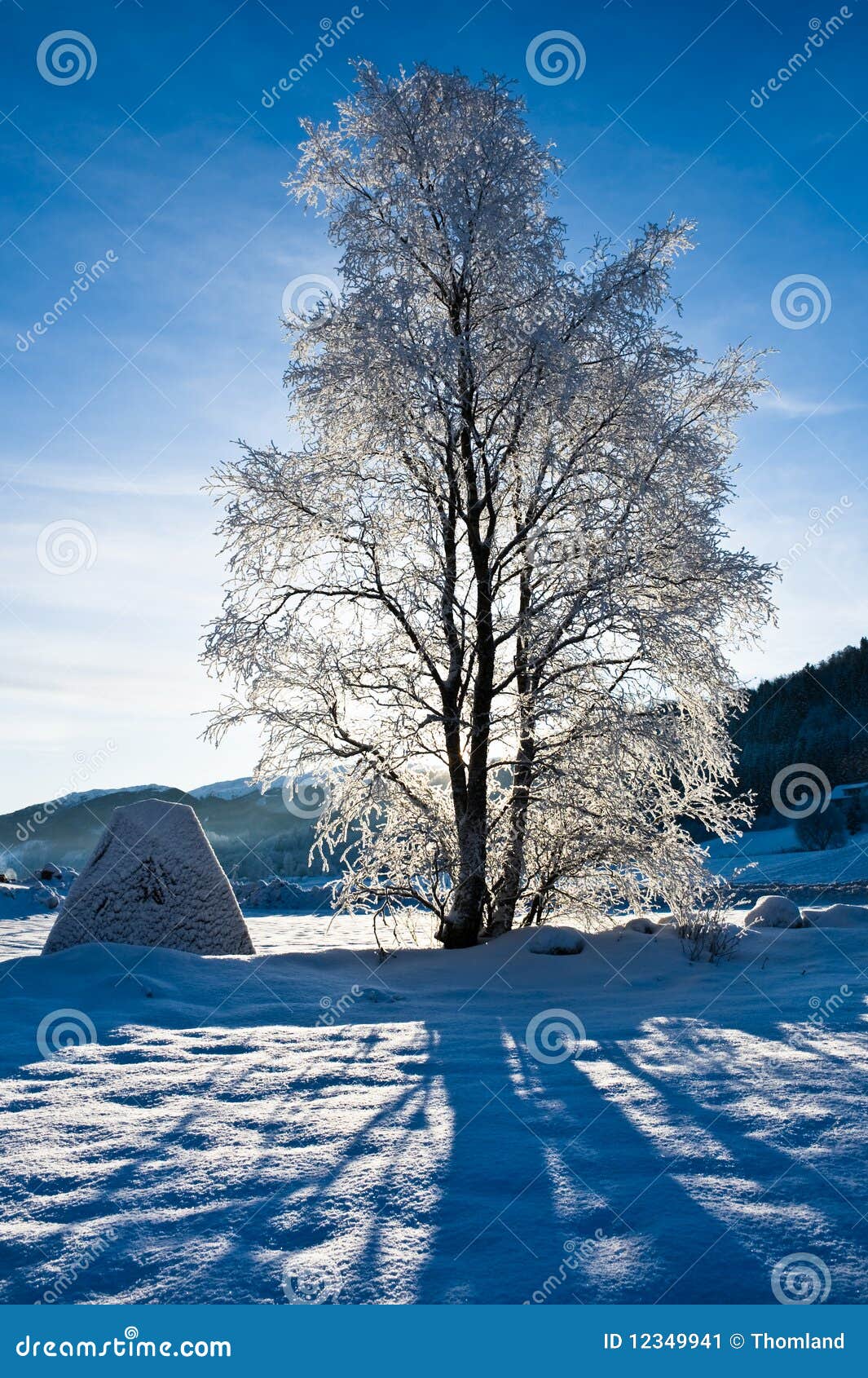 Cold morning stock image. Image of tree, sunshine, snow - 12349941