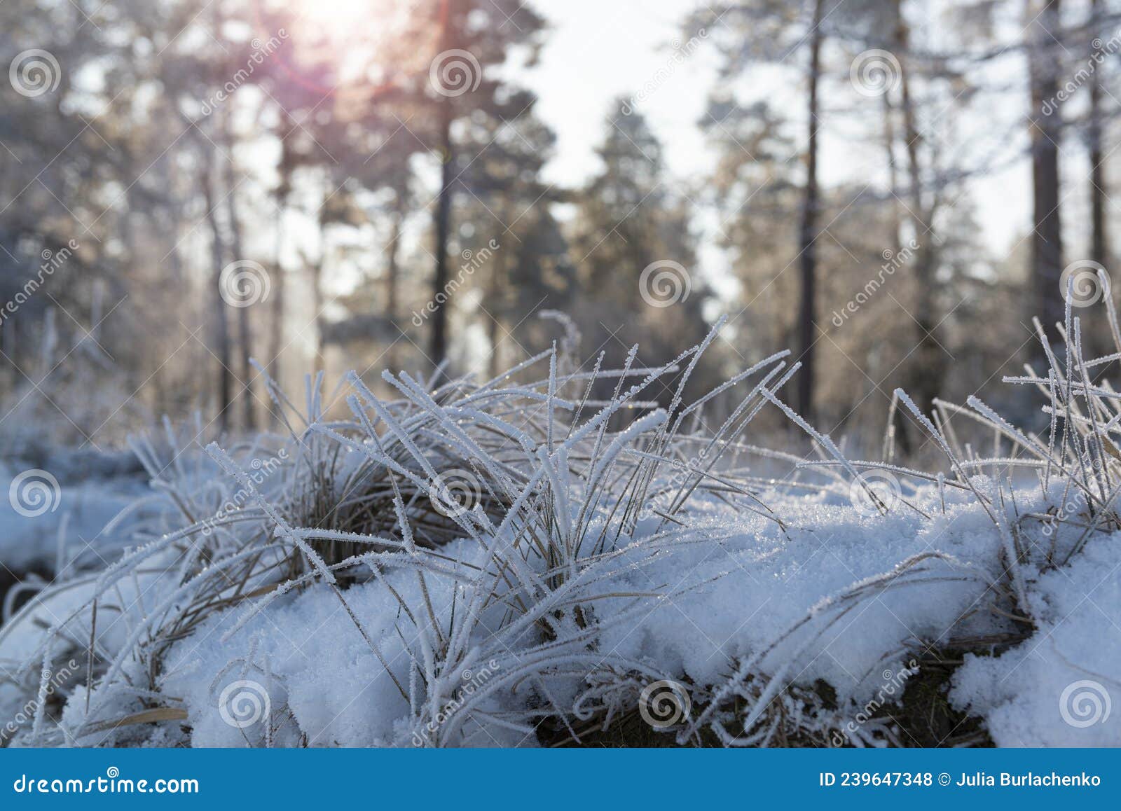 Cold morning in the forest stock photo. Image of forest - 239647348