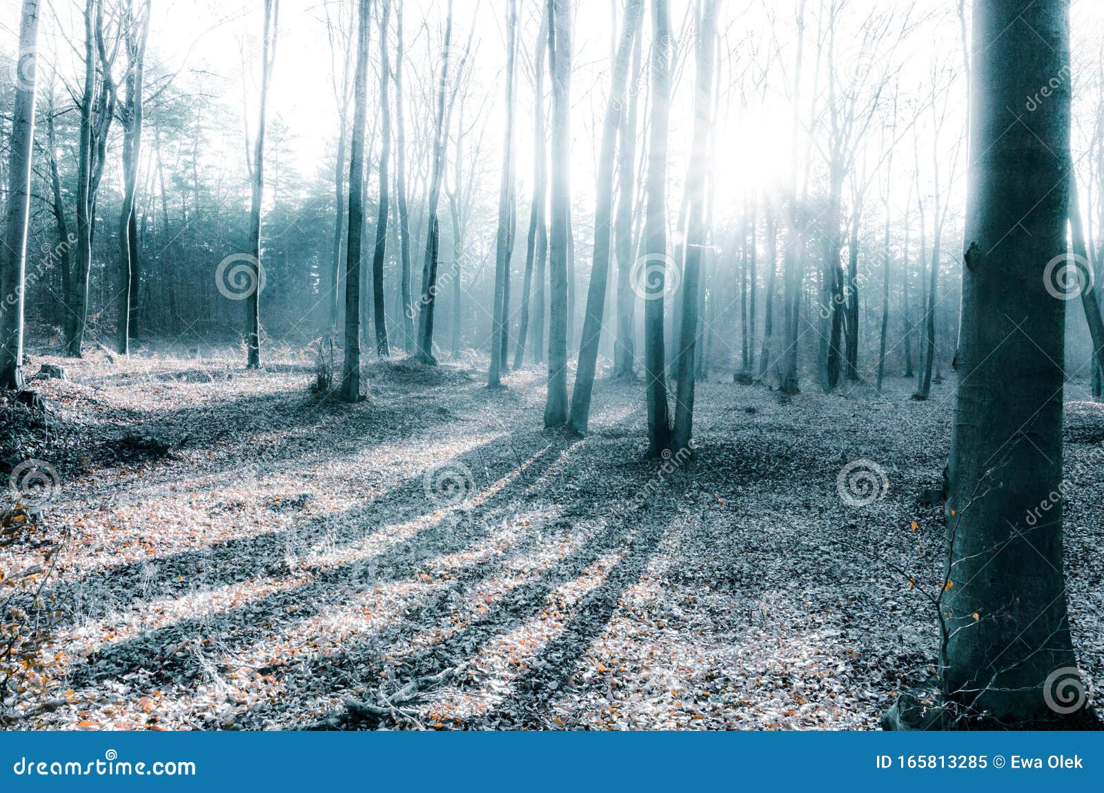 Cold Morning Light in the Winter Woods Stock Image - Image of landscape ...