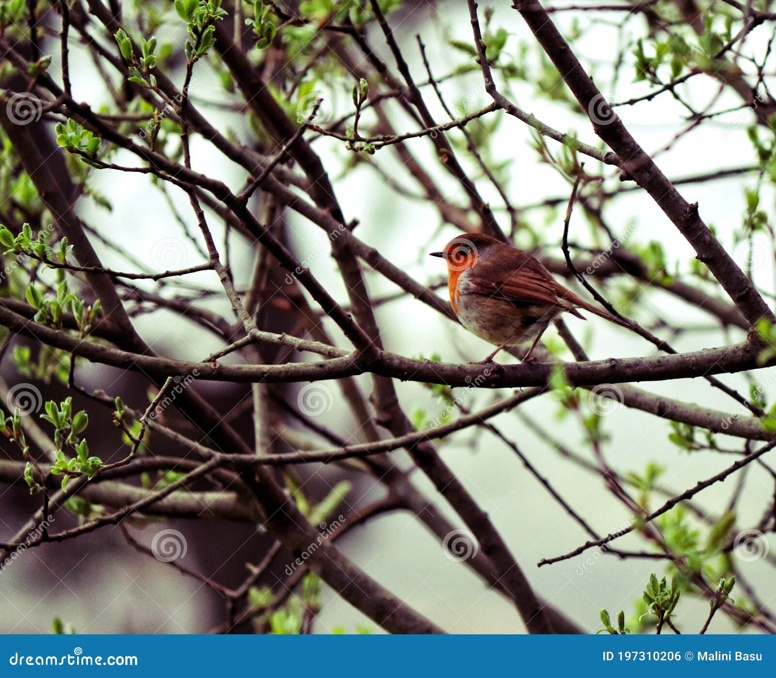 A cold morning vibe stock photo. Image of morning, wildlife - 197310206