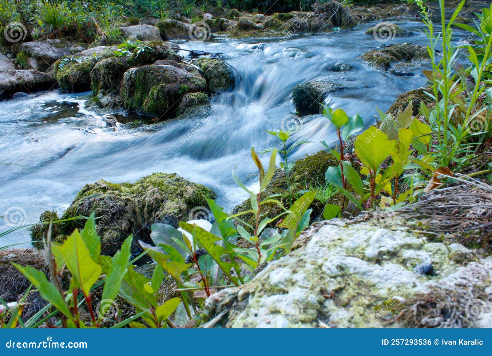 Cold Mountain River with Stones and Moss on Stones and Leaves Around ...