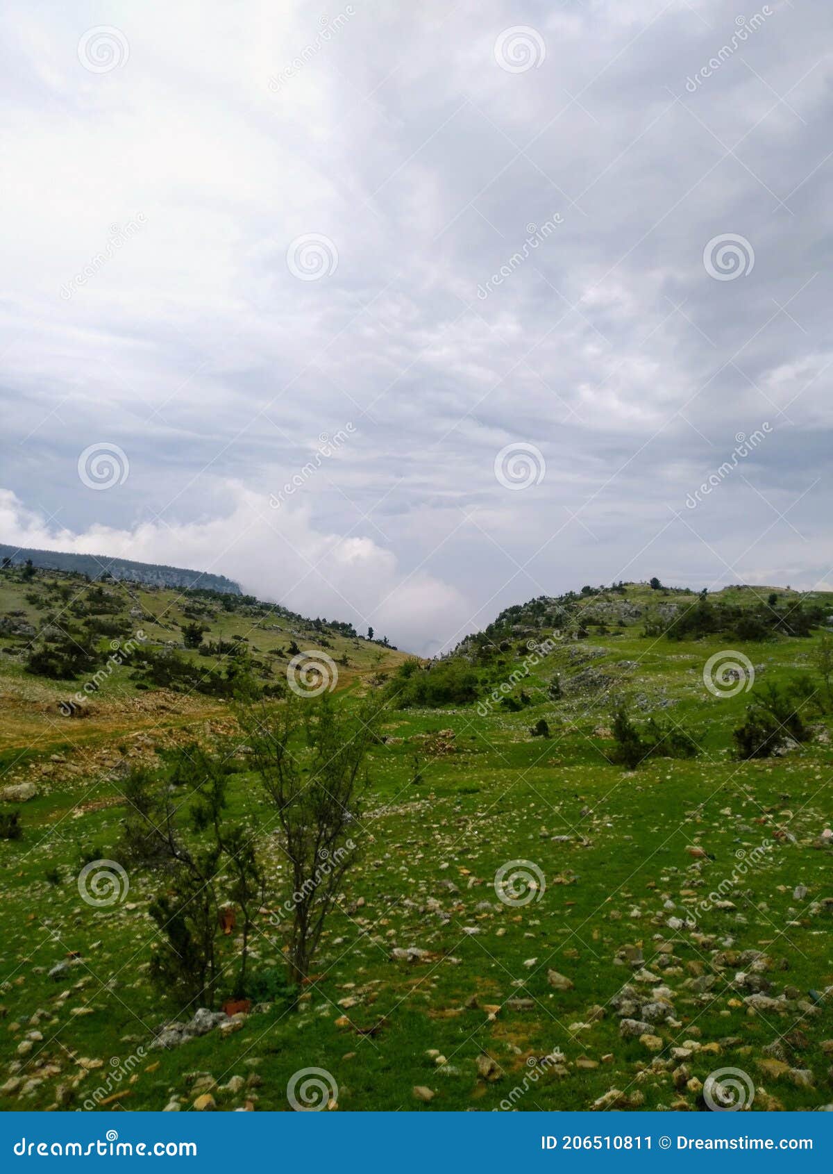 Cold nature greens stock image. Image of field, prairie - 206510811