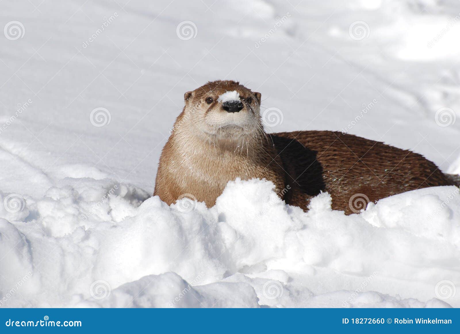 Cold nose stock photo. Image of gaze, playing, stare - 18272660