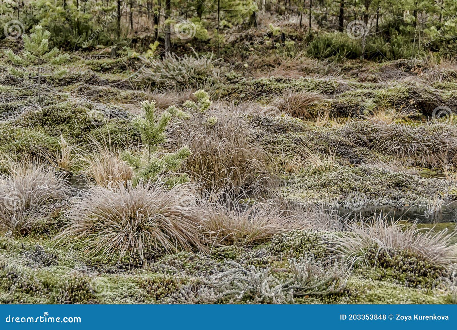 A Cold November Day in a Swamp Stock Photo - Image of silence ...