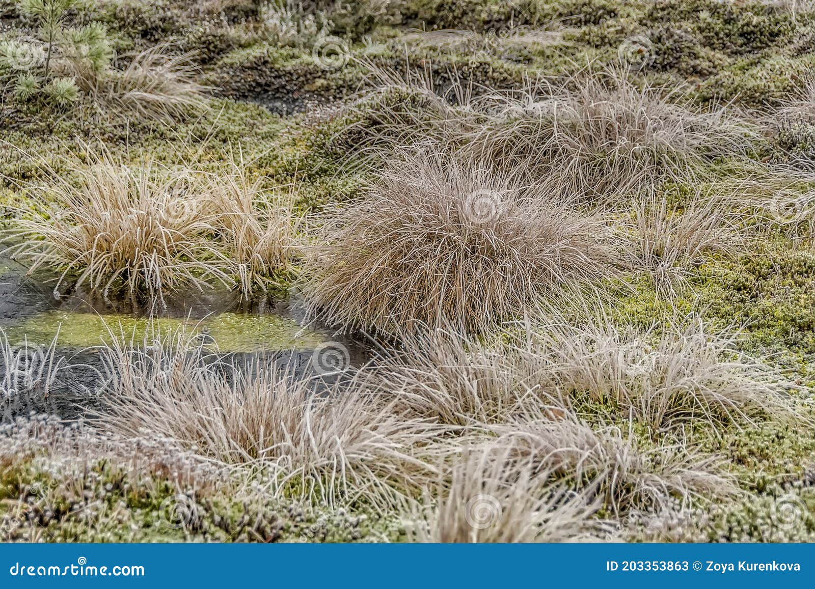 A Cold November Day in a Swamp Stock Image - Image of beauty, forest ...