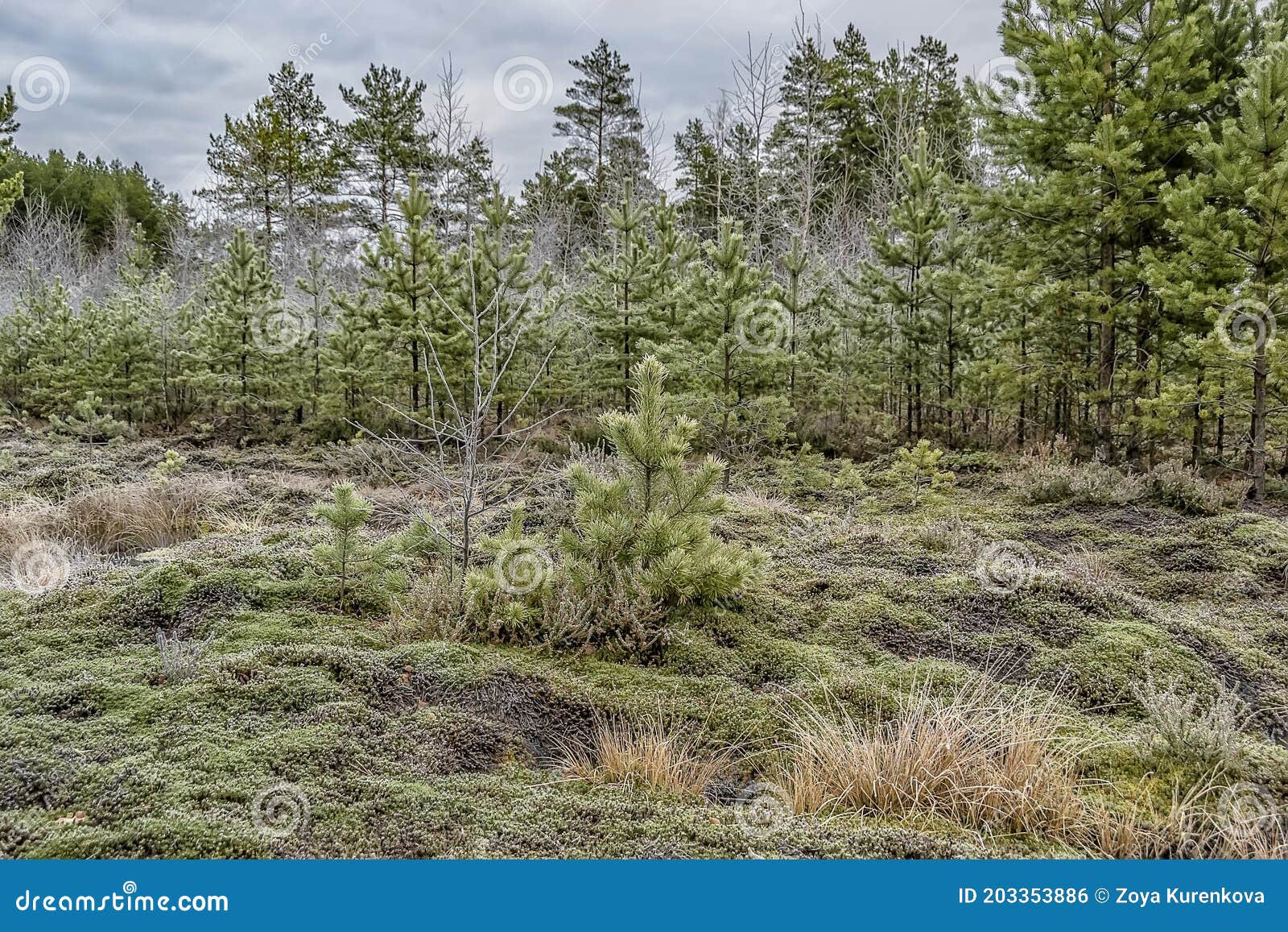 A Cold November Day in a Swamp Stock Photo - Image of birch, landscape ...