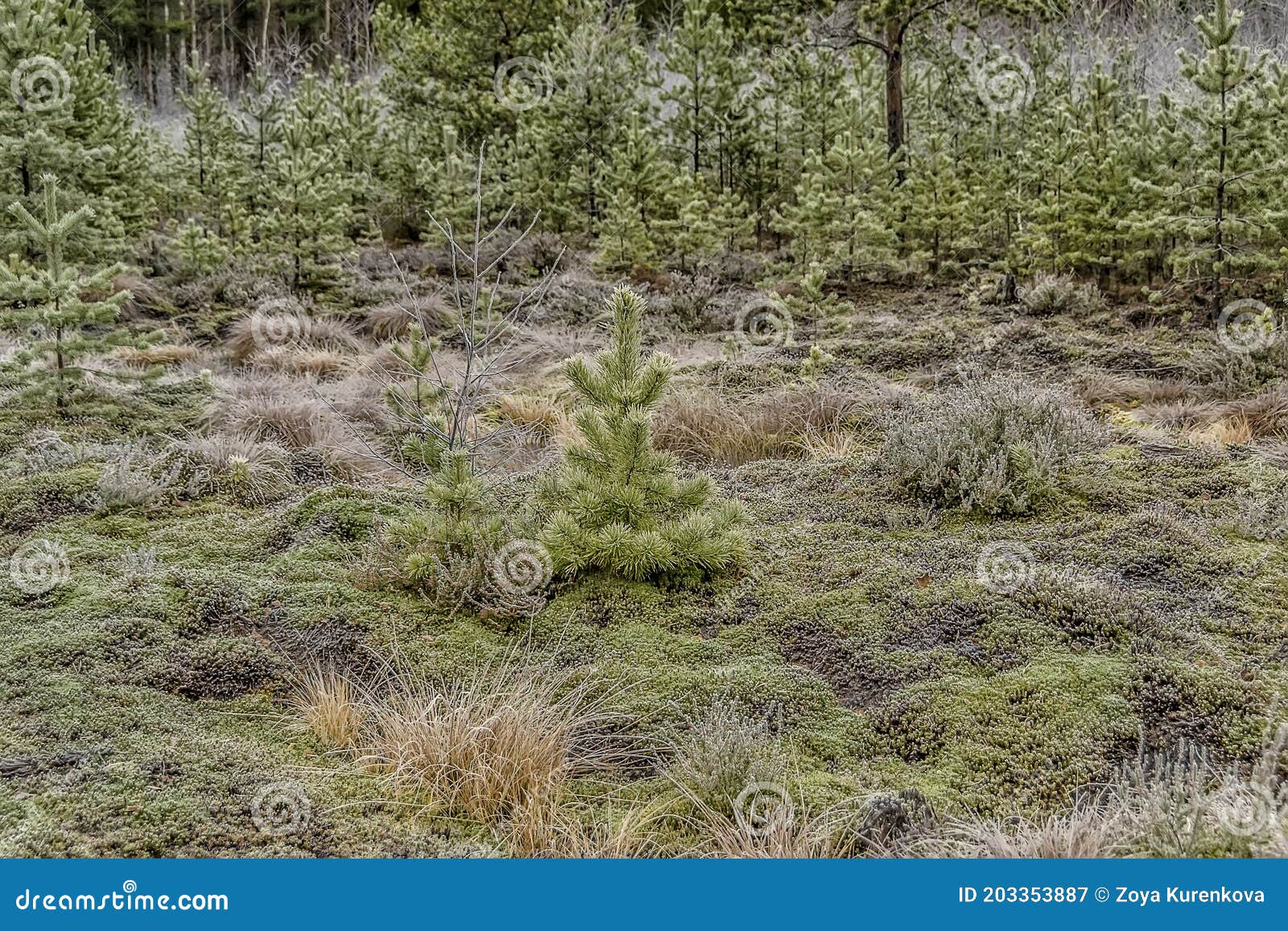 A Cold November Day in a Swamp Stock Image - Image of frost, calm ...
