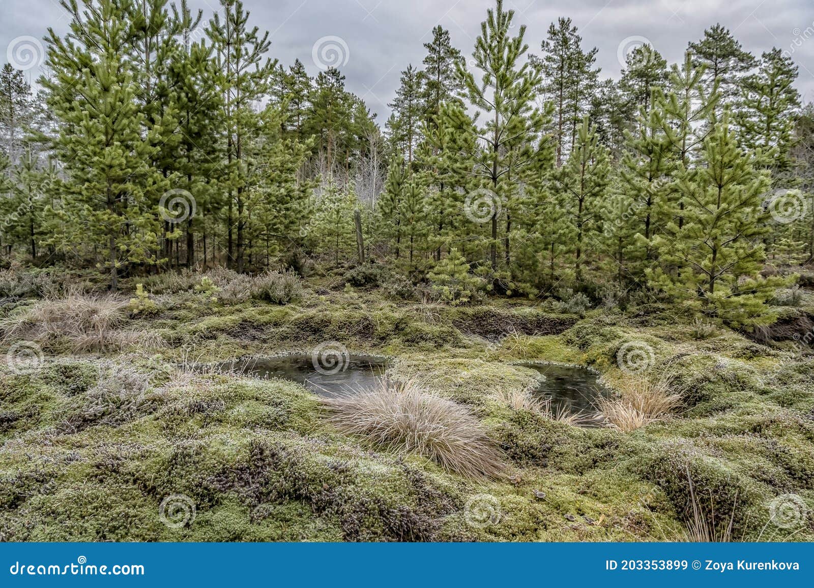 A Cold November Day in a Swamp Stock Image - Image of hummock, shoots ...