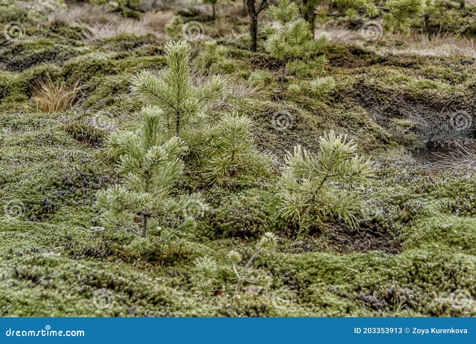A Cold November Day in a Swamp Stock Image - Image of plant, november ...