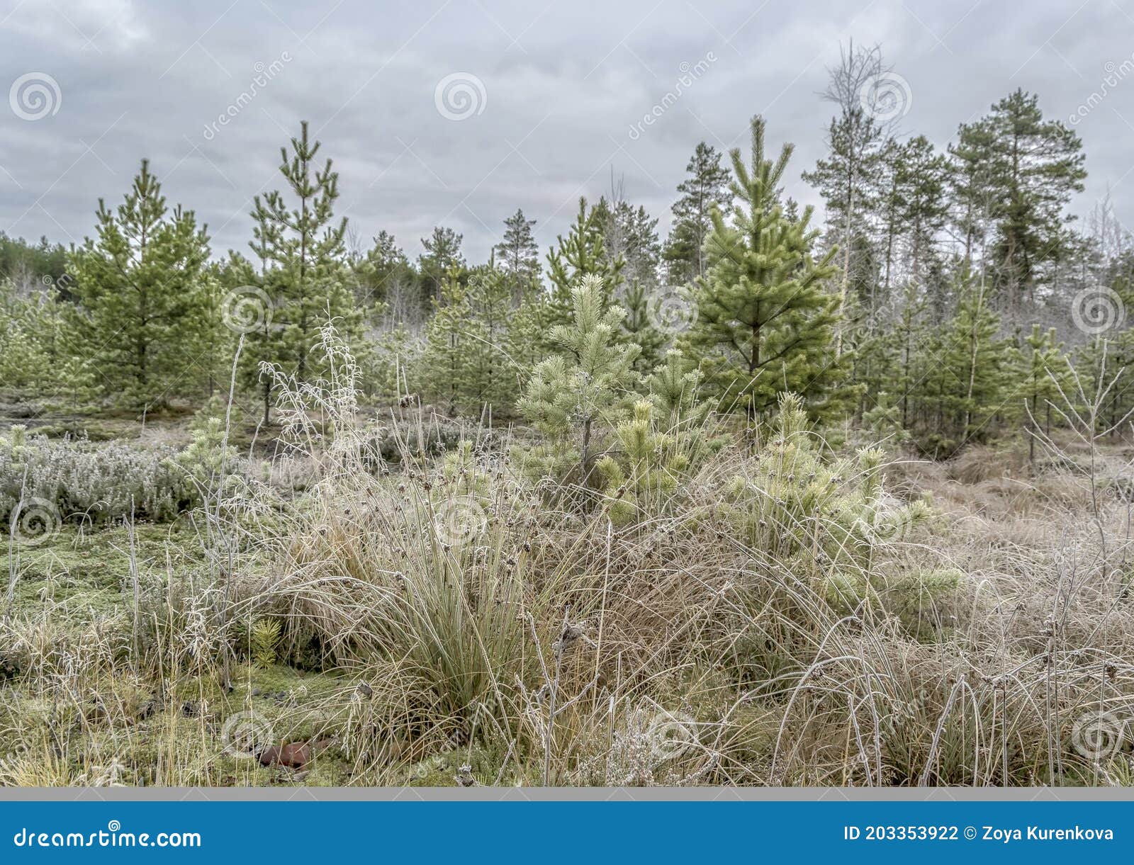 A Cold November Day in a Swamp Stock Photo - Image of calm, season ...