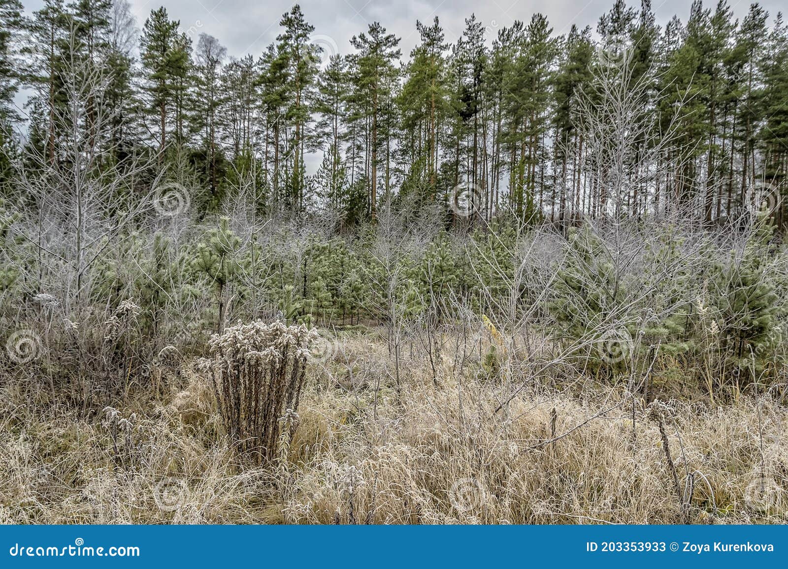 A Cold November Day in a Swamp Stock Image - Image of nature, plant ...