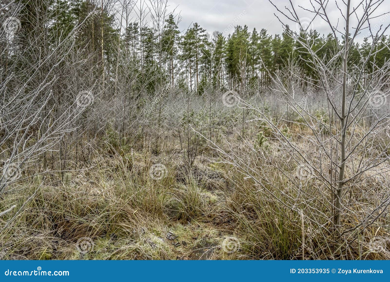 A Cold November Day in a Swamp Stock Image - Image of silence, beauty ...