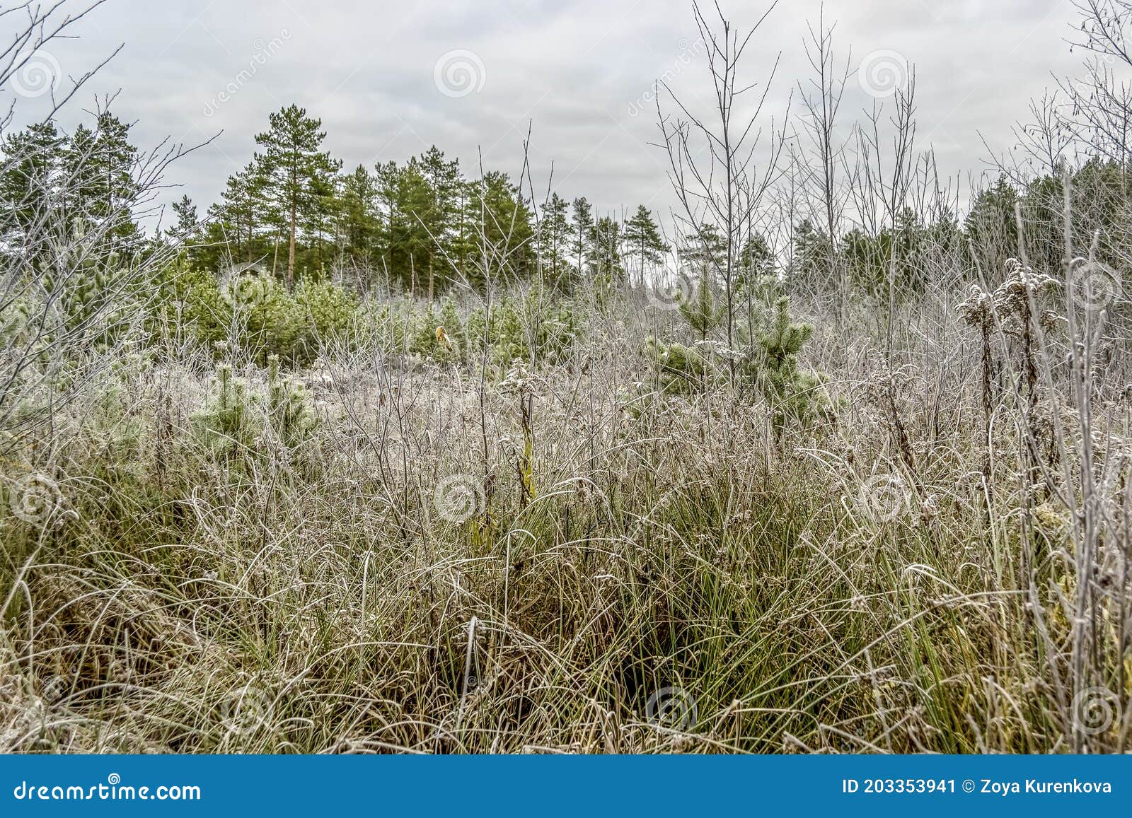 A Cold November Day in a Swamp Stock Image - Image of pine, season ...
